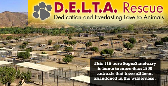 deltawebsite_Test_Image2 - DELTA Rescue Care for Life Animal Sanctuary