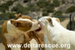 D.E.L.T.A. Rescue Super Sanctuary - DELTA Rescue Care for Life Animal ...