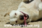 D.E.L.T.A. Rescue Super Sanctuary - DELTA Rescue Care for Life Animal ...