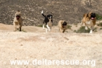 D.E.L.T.A. Rescue Super Sanctuary - DELTA Rescue Care for Life Animal ...