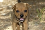 D.E.L.T.A. Rescue Super Sanctuary - DELTA Rescue Care for Life Animal ...