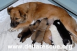 D.E.L.T.A. Rescue Super Sanctuary - DELTA Rescue Care for Life Animal ...