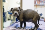 D.E.L.T.A. Rescue Super Sanctuary - DELTA Rescue Care for Life Animal ...