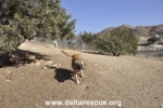D.E.L.T.A. Rescue Super Sanctuary - DELTA Rescue Care for Life Animal ...