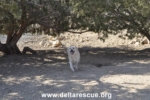 D.E.L.T.A. Rescue Super Sanctuary - DELTA Rescue Care for Life Animal ...