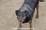 D.E.L.T.A. Rescue Super Sanctuary - DELTA Rescue Care for Life Animal ...