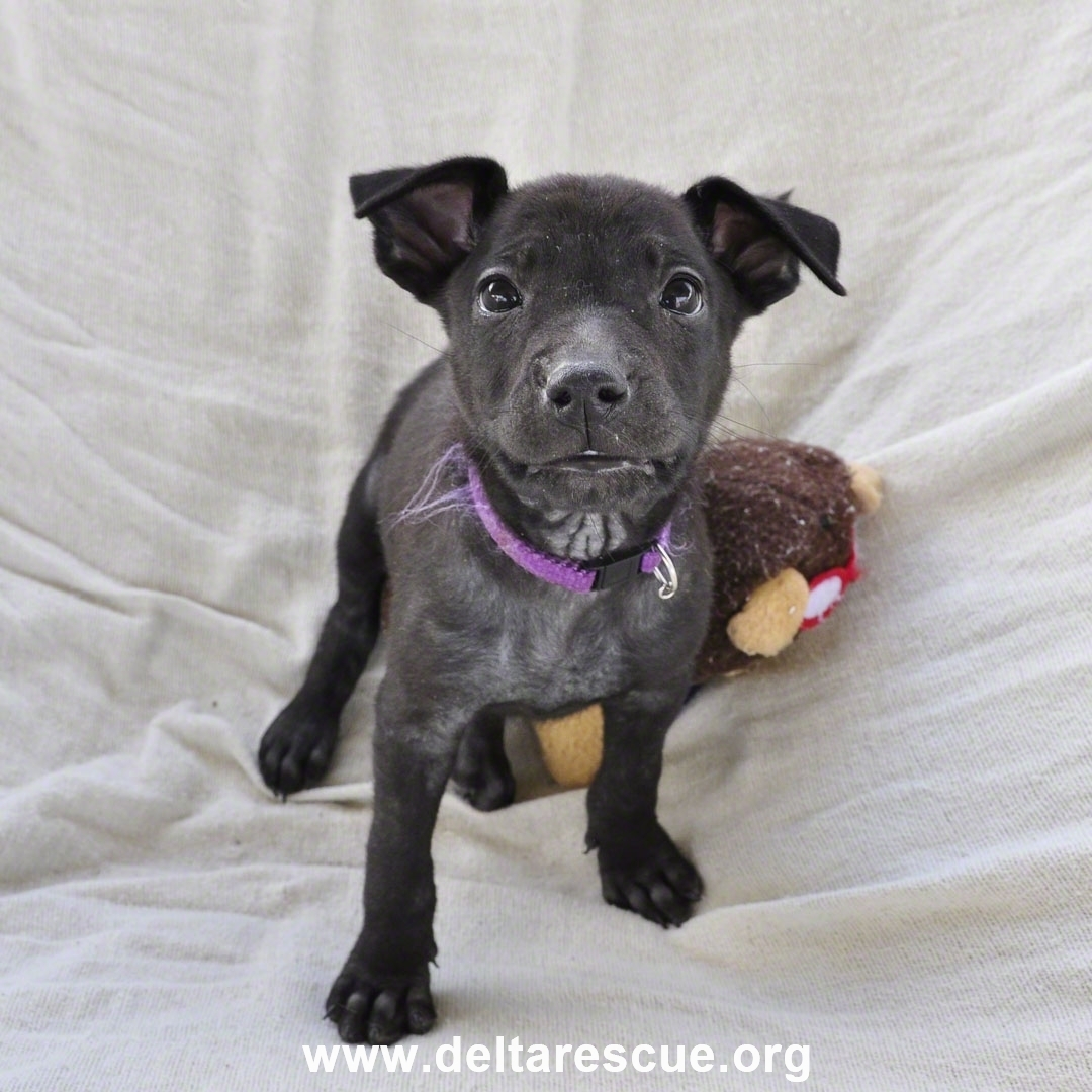 Clubs - DELTA Rescue Care for Life Animal Sanctuary