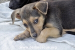D.E.L.T.A. Rescue Super Sanctuary - DELTA Rescue Care for Life Animal ...