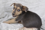 D.E.L.T.A. Rescue Super Sanctuary - DELTA Rescue Care for Life Animal ...