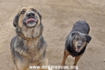 D.E.L.T.A. Rescue Super Sanctuary - DELTA Rescue Care for Life Animal ...