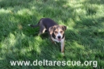 D.E.L.T.A. Rescue Super Sanctuary - DELTA Rescue Care for Life Animal ...
