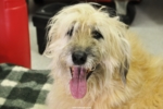 D.E.L.T.A. Rescue Super Sanctuary - DELTA Rescue Care for Life Animal ...