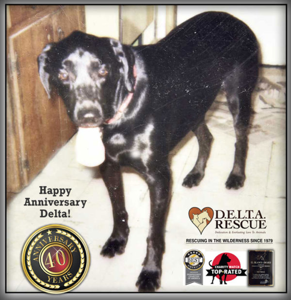 Meet Leo Grillo the founder of Delta Rescue animal sanctuary