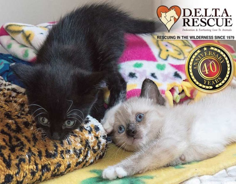 D.E.L.T.A. Rescue Latest News - DELTA Rescue Care for Life Animal Sanctuary