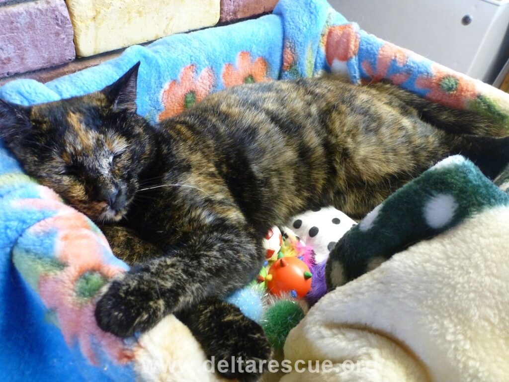 Frequently Asked Questions about DELTA and animal rescue