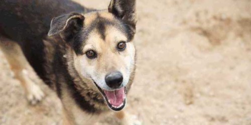 Learn more about this no-kill animal sanctuary - DELTA Rescue