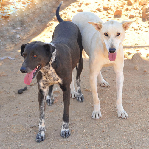 Learn more about this no-kill animal sanctuary - DELTA Rescue