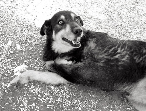 Learn more about this no-kill animal sanctuary - DELTA Rescue