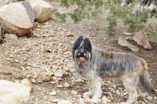 Learn more about this no-kill animal sanctuary - DELTA Rescue